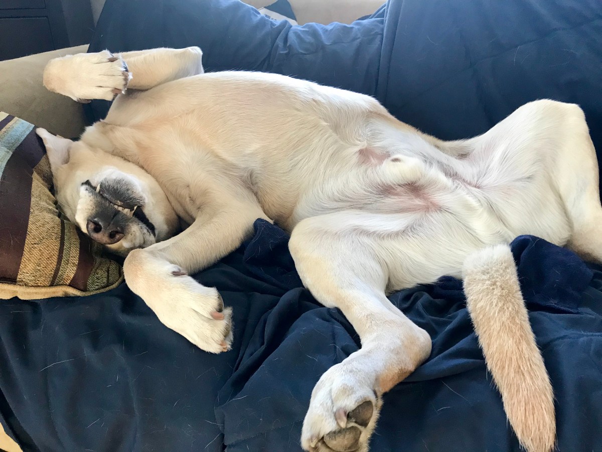 Moby Sleeping in Funny Positions – Moby's Stories Online