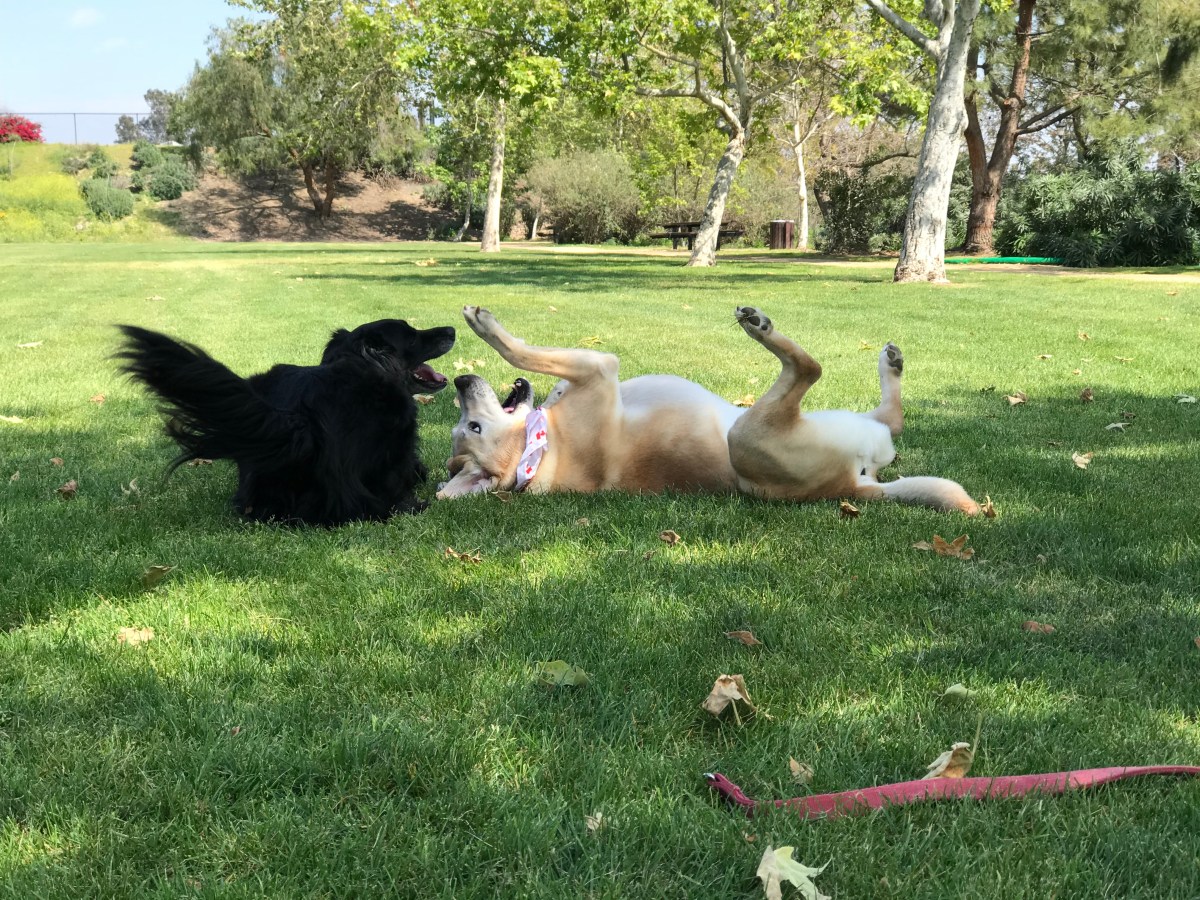 Moby’s Friend Visits from Arizona – Moby's Stories Online